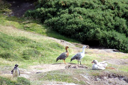 【南極クルーズ】フォークランド諸島（マルビナス諸島） ペンギンさんの旅行ブログ【トラベルコ】